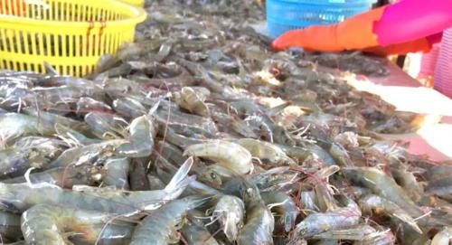 Growth in India's Shrimp Production and Exports