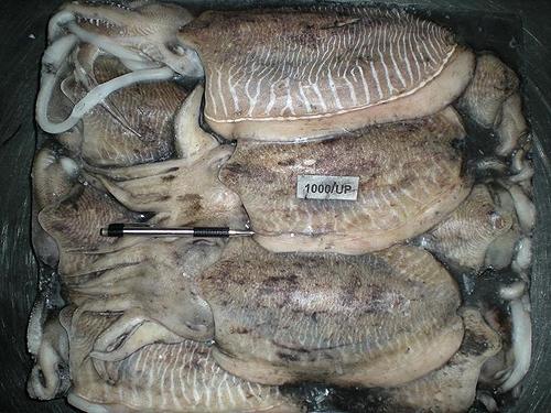 WHOLE ROUND CUTTLEFISH
